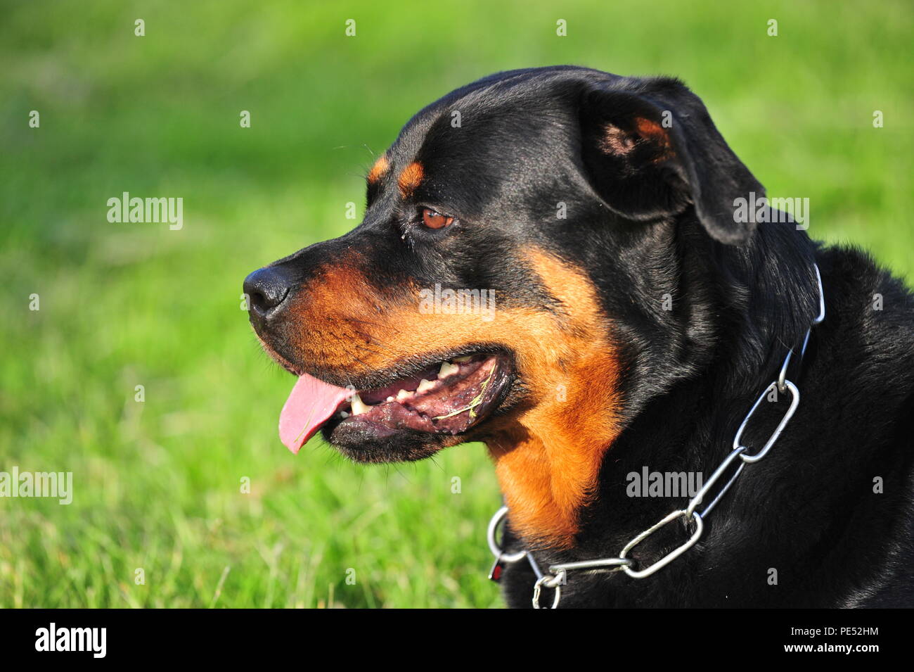 Big rottweiler hi-res stock photography and images - Alamy