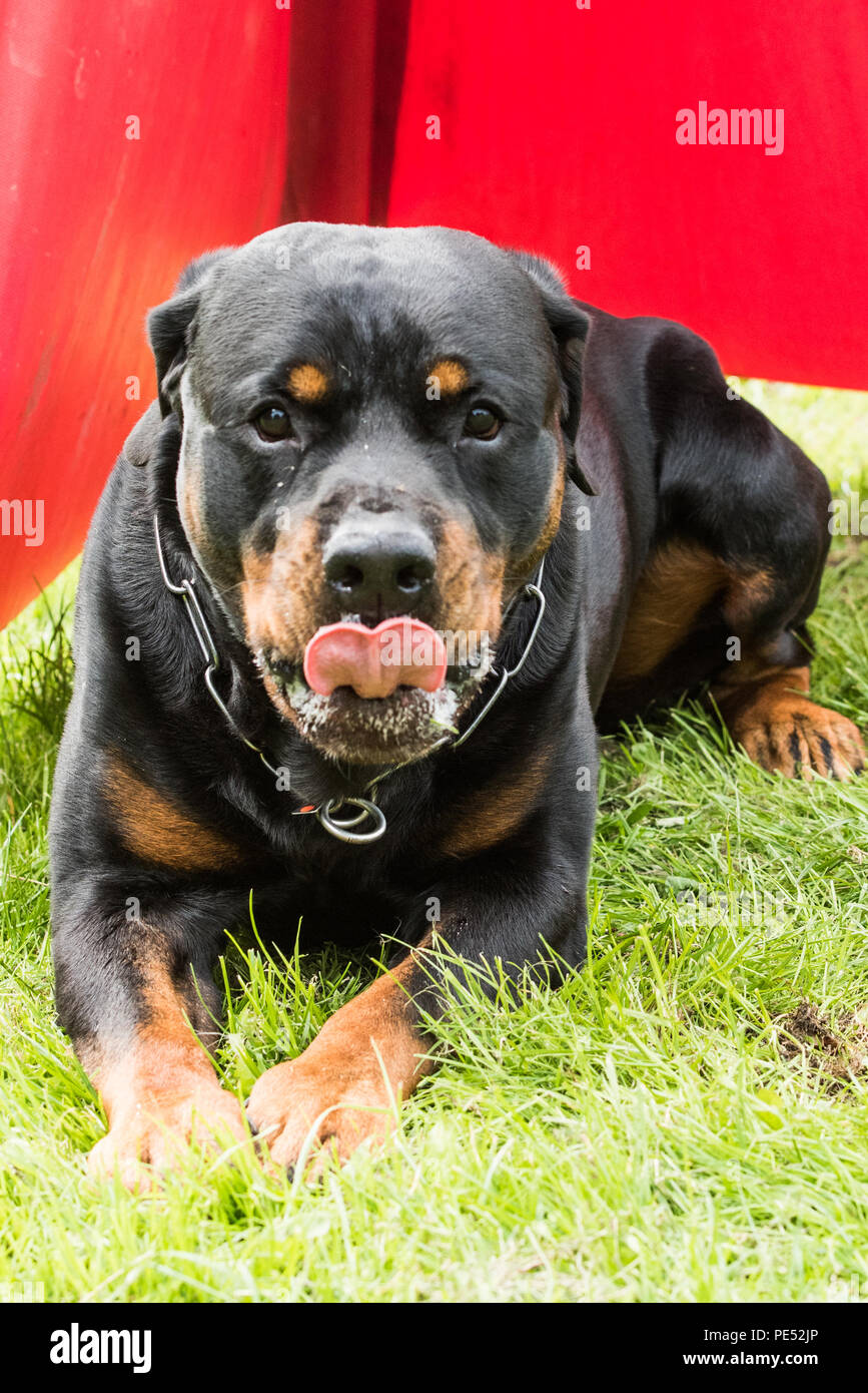 Big rottweiler hi-res stock photography and images - Alamy