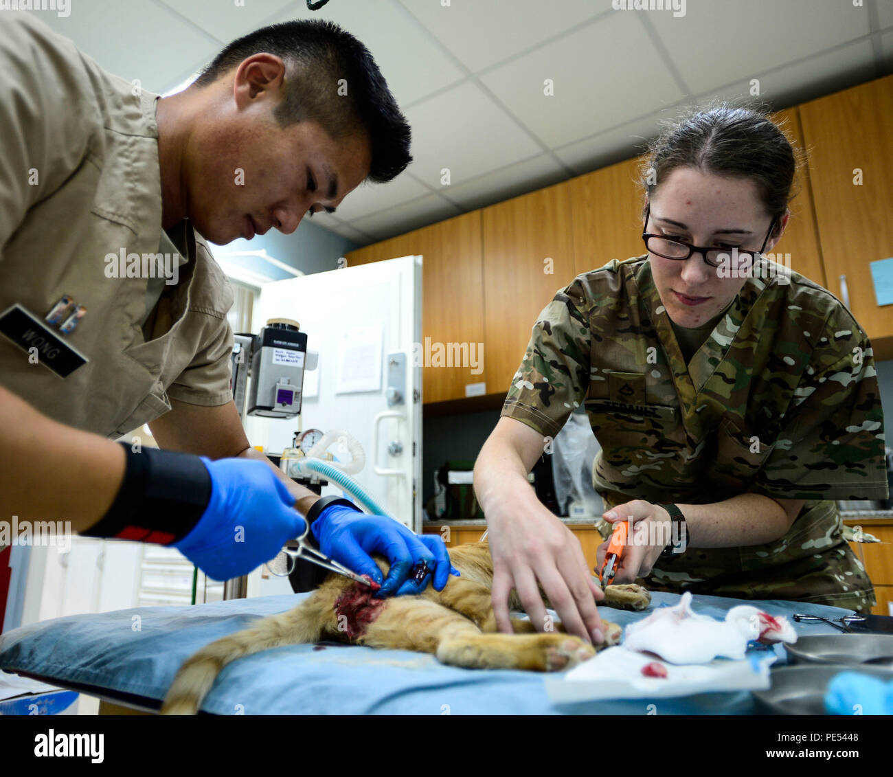 U.S. Army Capt. Raymond Wong, 463rd Military Detachment Veterinary ...