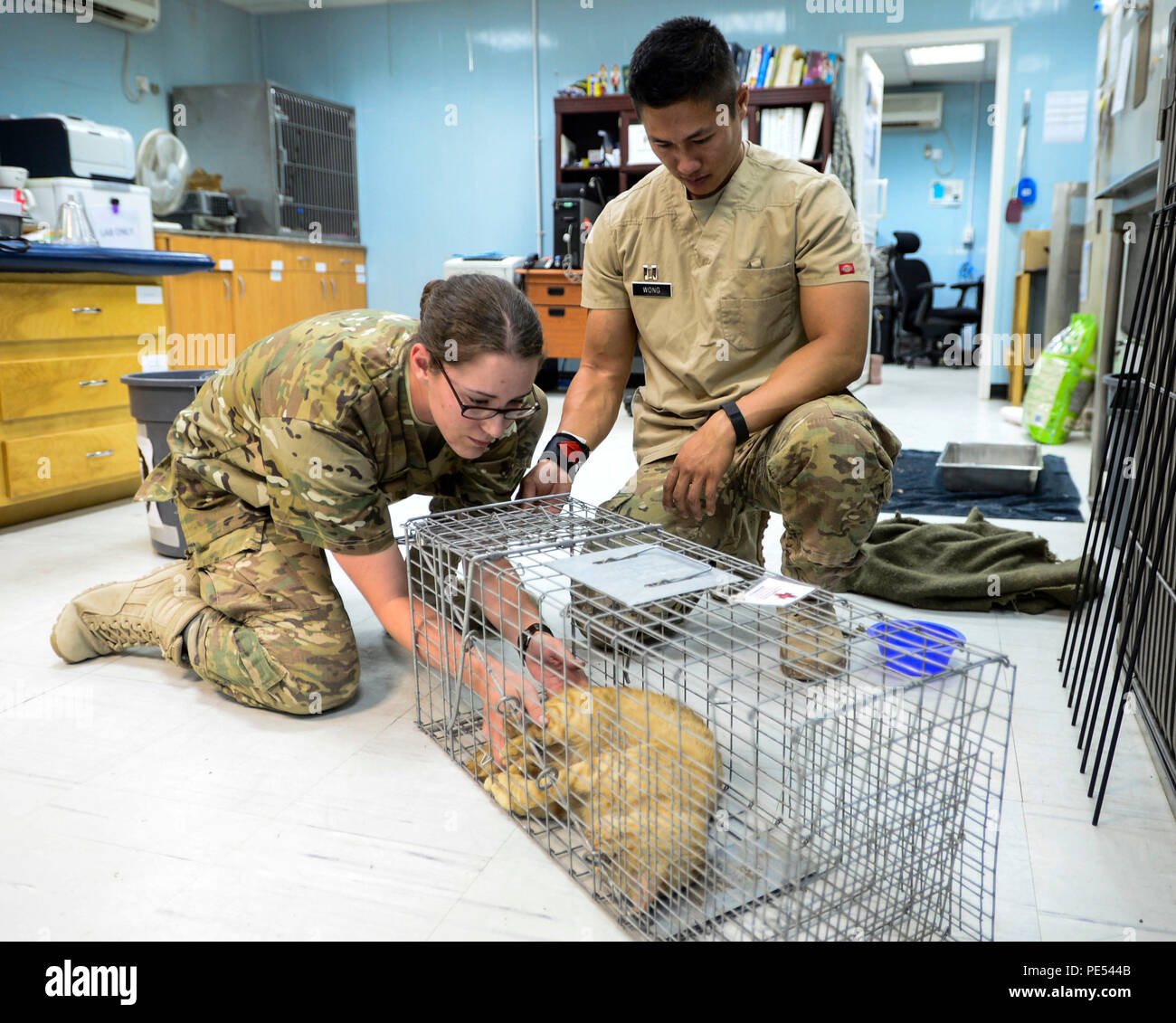 U.S. Army Pfc. Chelsey Therault, 463rd Military Detachment Veterinary ...
