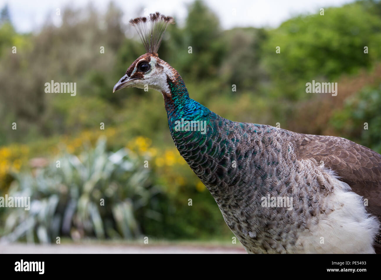 Peahen (female Peacock) closeup Stock Photo - Alamy
