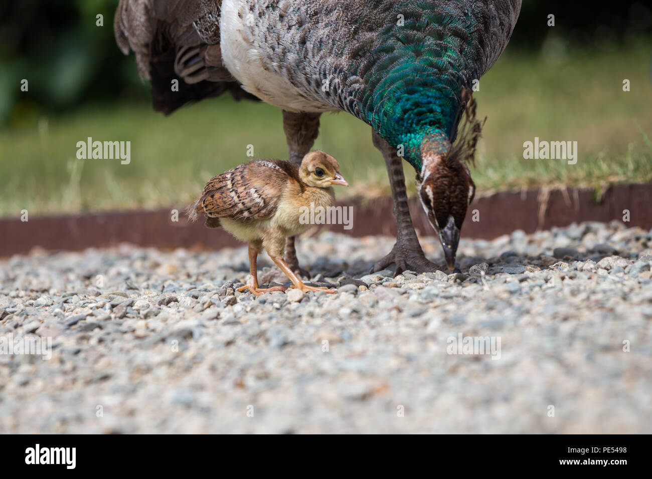 Peachick hi-res stock photography and images - Alamy