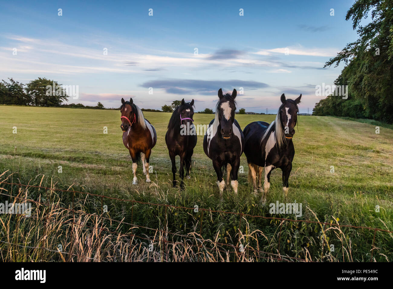 Four horses in a field peering over a hedge in evening light Stock ...