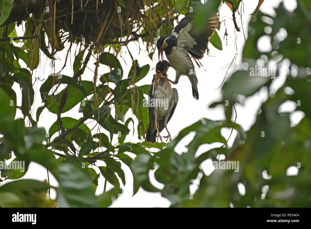 Death by strangulation hi-res stock photography and images - Alamy