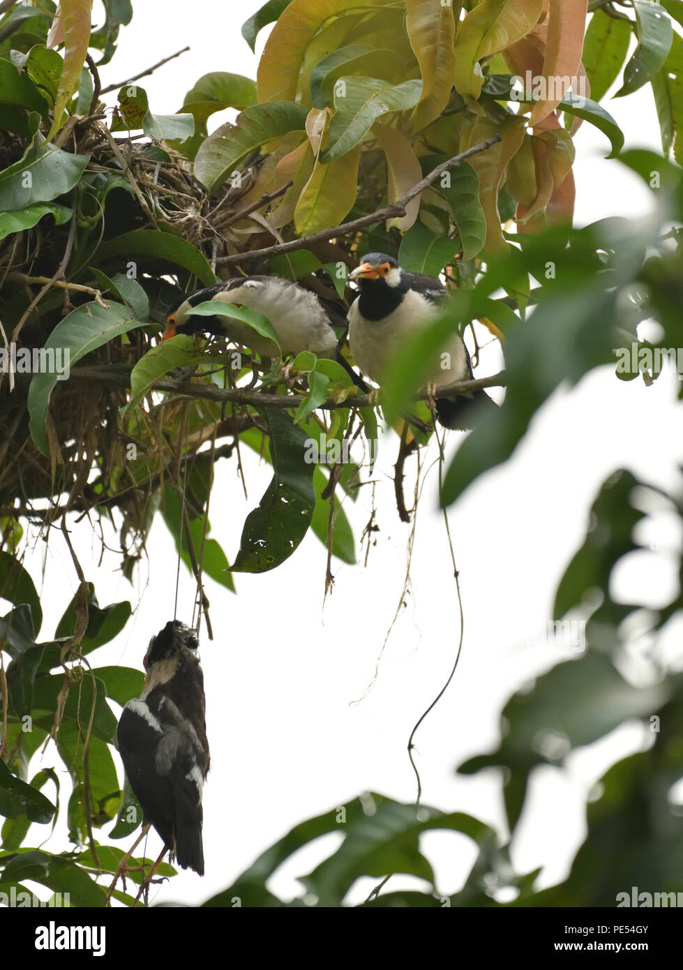 Strangled bird hi-res stock photography and images - Alamy
