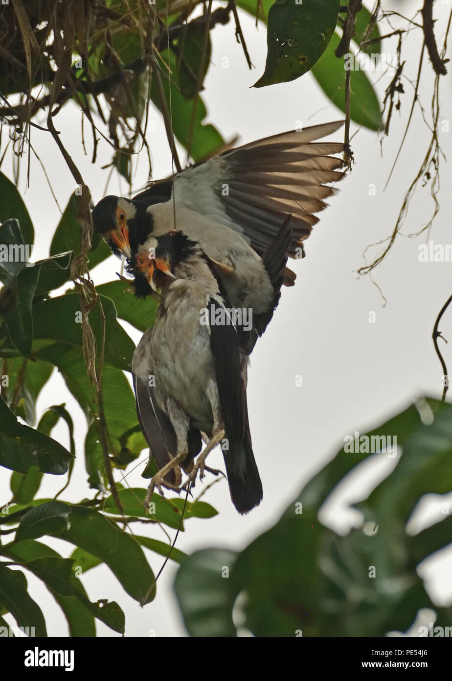 Strangled in nesting weed hi-res stock photography and images - Alamy