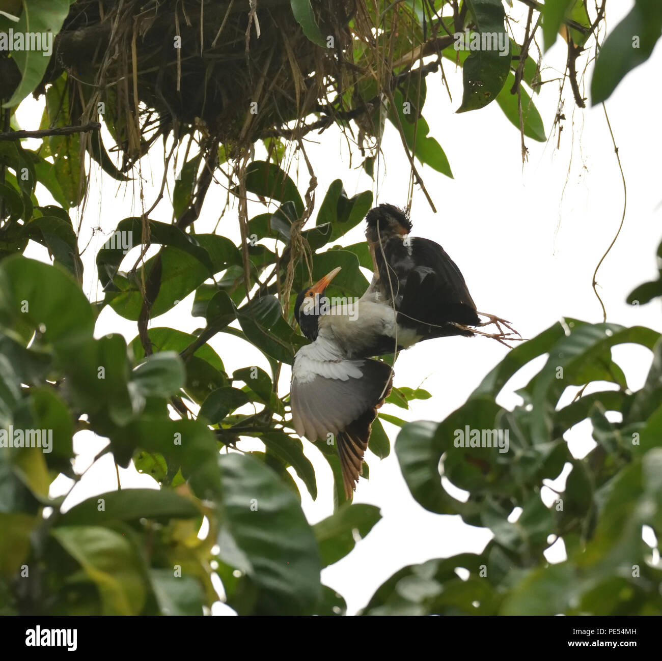 Strangled bird hi-res stock photography and images - Alamy