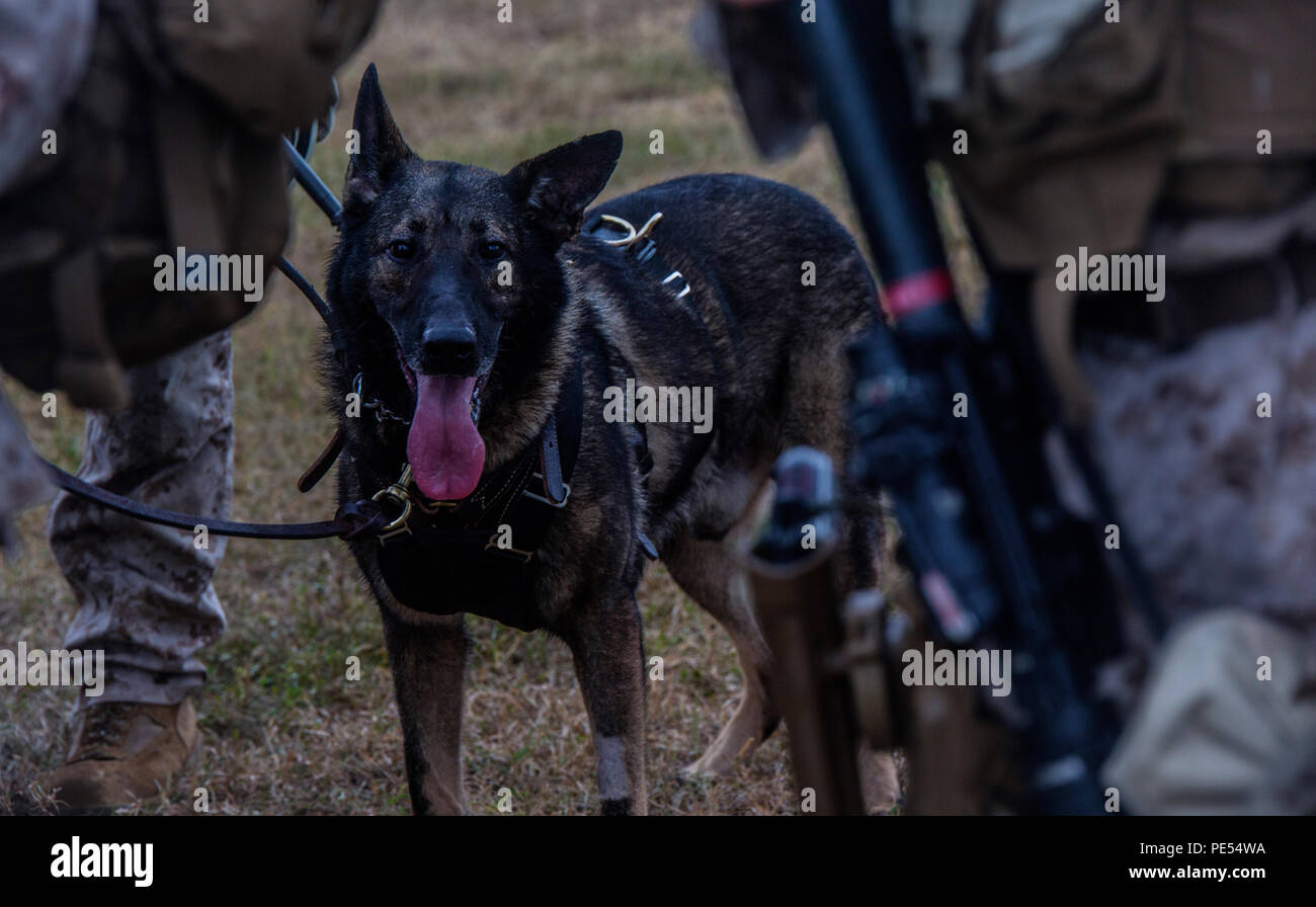Bobo, a military working dog with 3rd Law Enforcement Battalion, III ...