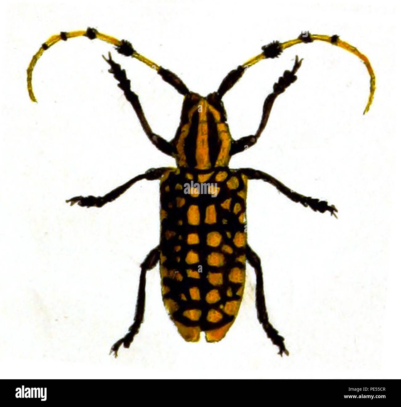 Aristobia reticulator Assam Stock Photo - Alamy