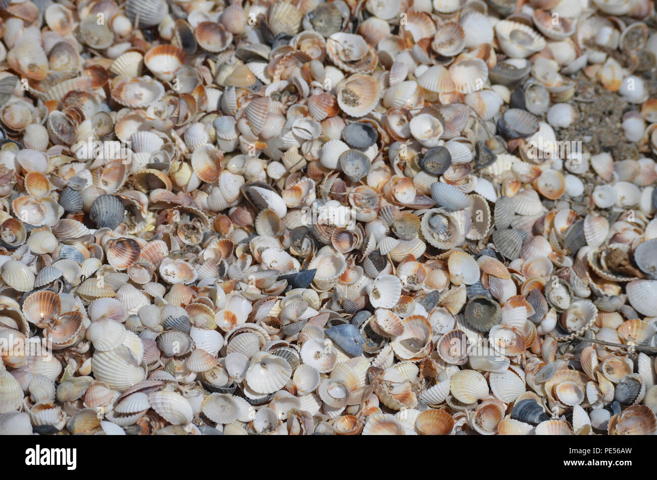 Tiny sea shells in a beach of the Caspian Sea, Azerbaijan Stock Photo ...
