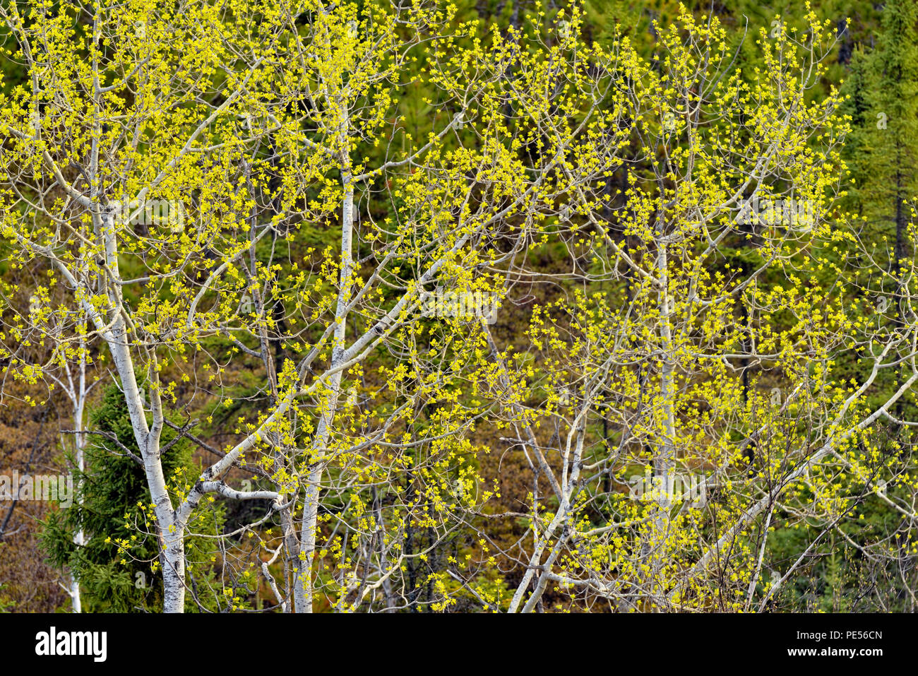 Trembling aspen trees hi-res stock photography and images - Alamy