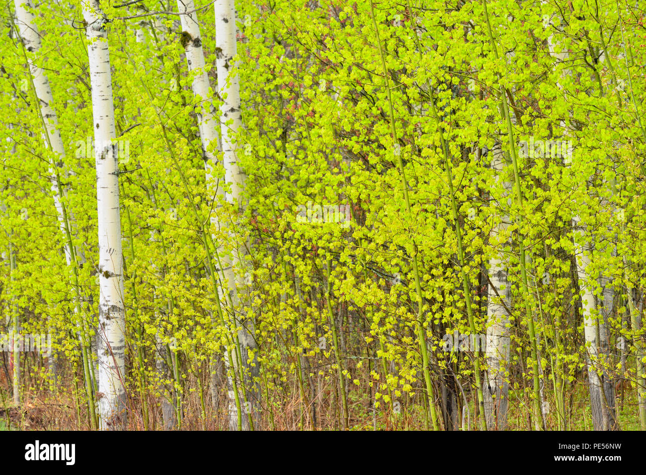 Spring woodland- aspen tree trunks and emerging foliage, Greater ...