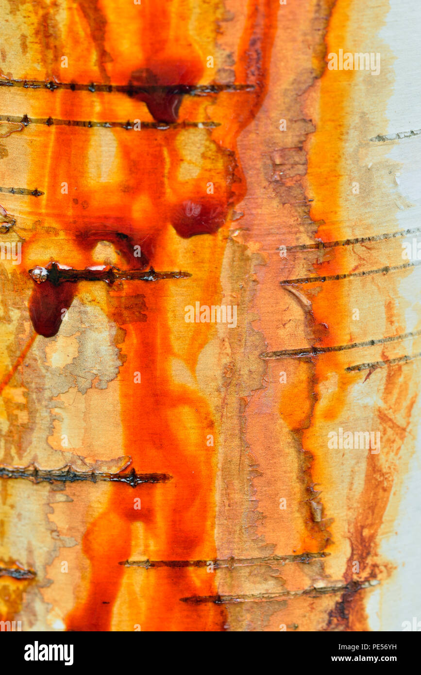 Orange tree sap hi-res stock photography and images - Alamy