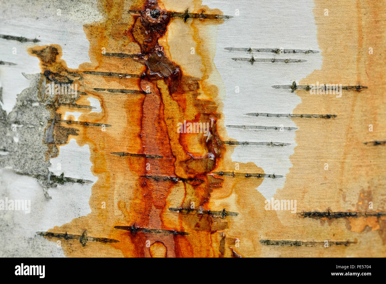 Tree sap hi-res stock photography and images - Alamy