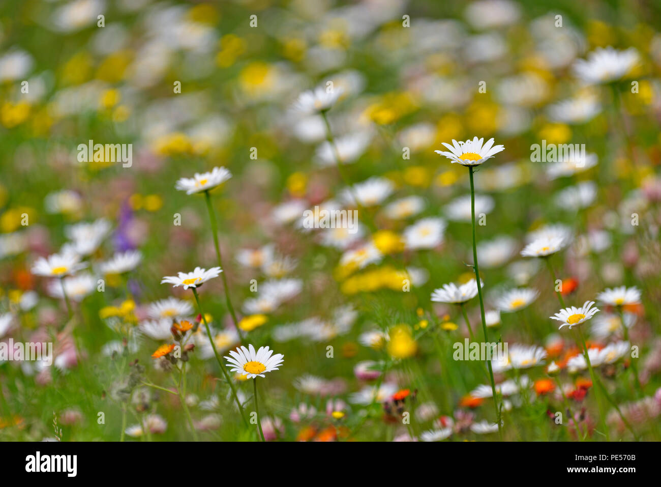 Roadside daisies and yellow hawkweed, Greater Sudbury, Ontario, Canada ...