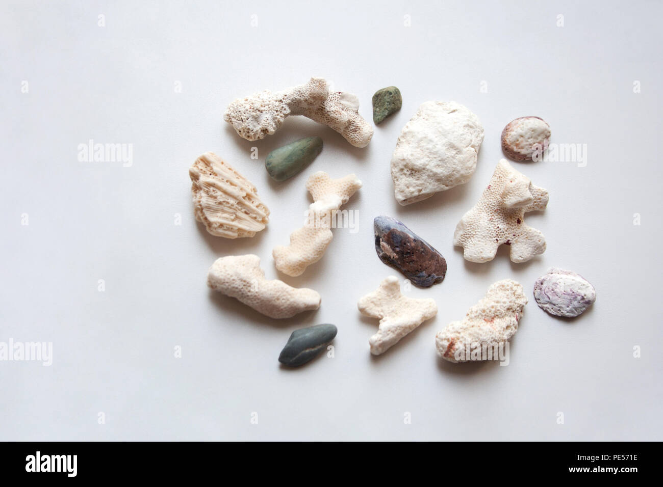 Porous shells hi-res stock photography and images - Alamy