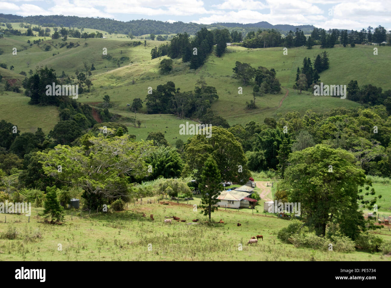 Cattle graze in pastures near a ranch house, on the Atherton Tablelands ...