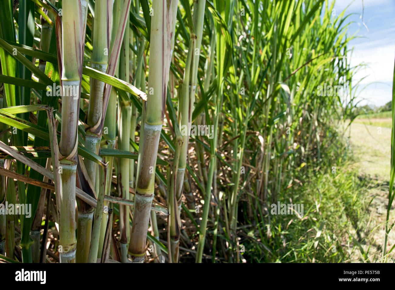 Sugar cane production australia hi-res stock photography and images - Alamy