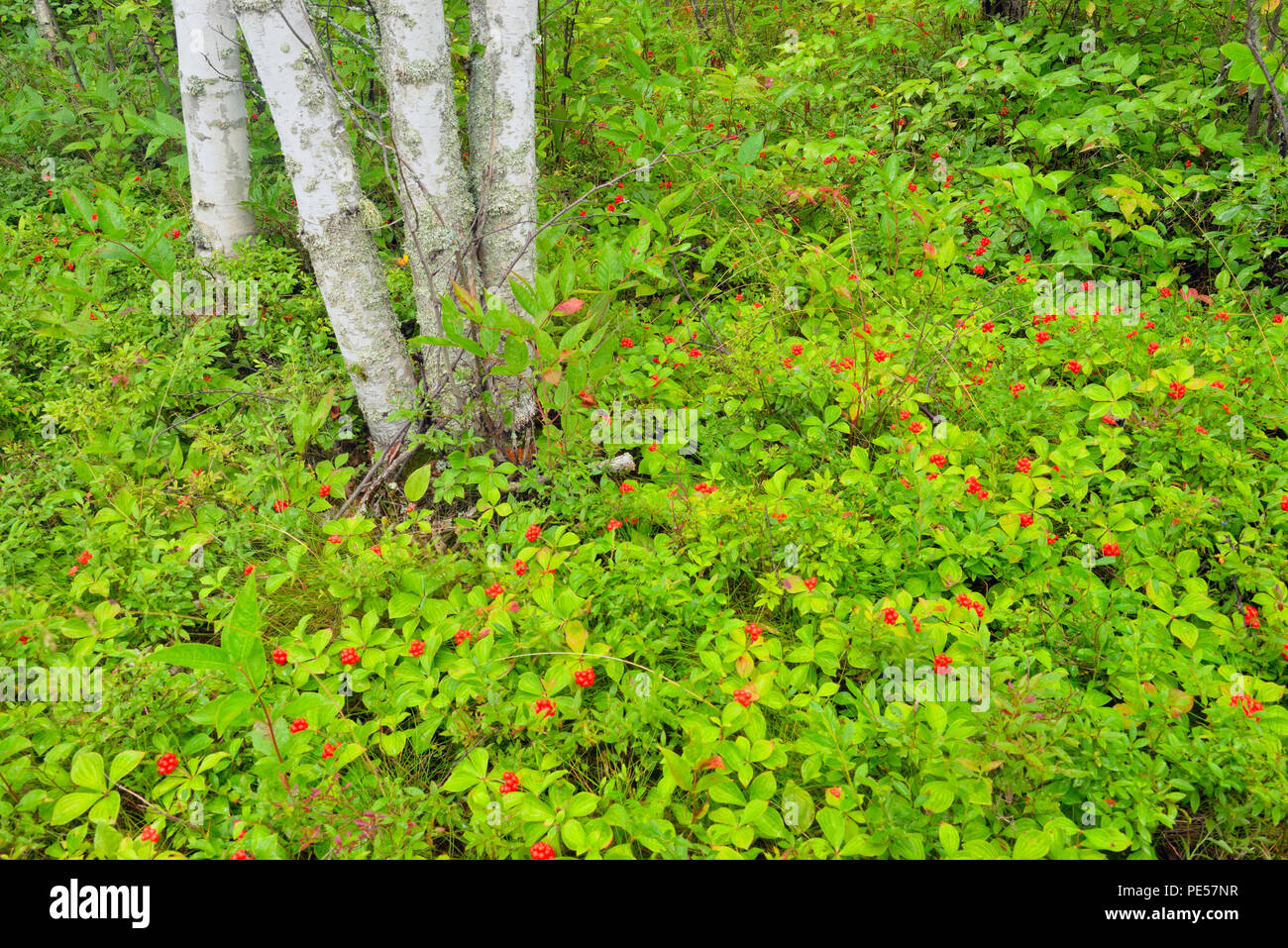 Birch fruit hi-res stock photography and images - Alamy