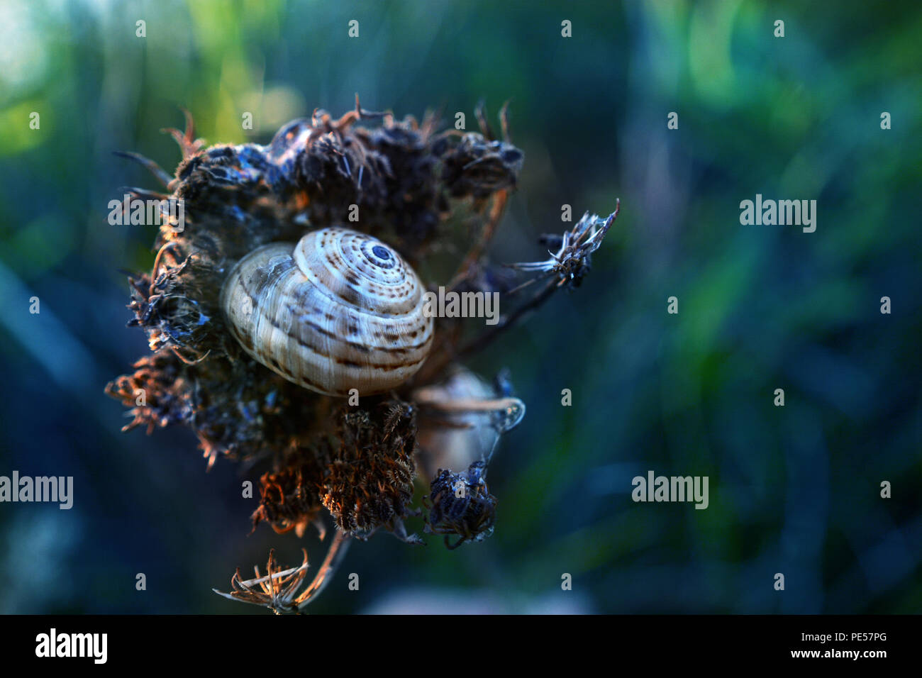 Photo of real snail, fantasy photo Stock Photo - Alamy