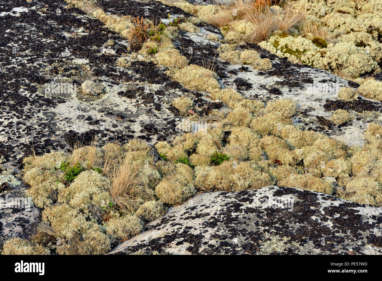 Precambrian rock formations with lichens, Yellowknife, Ingraham Trail ...