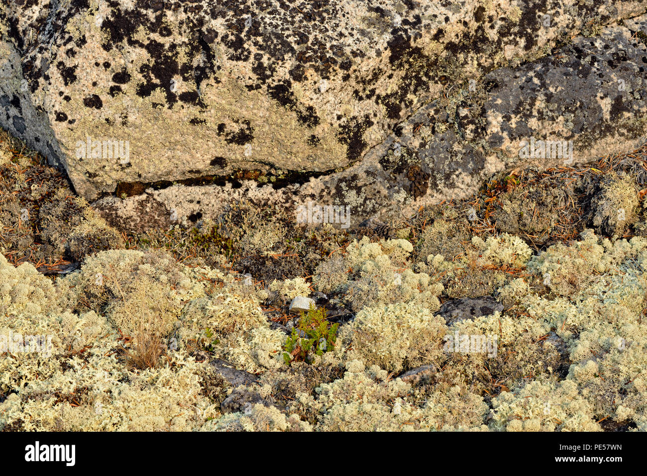 Precambrian rock formations with lichens, Yellowknife, Ingraham Trail ...