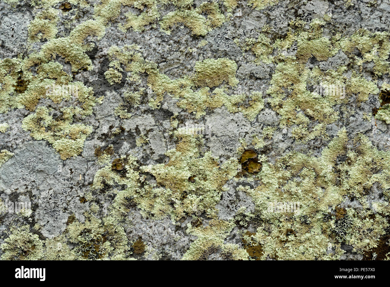 Precambrian rock formations with lichens, Yellowknife, Ingraham Trail ...