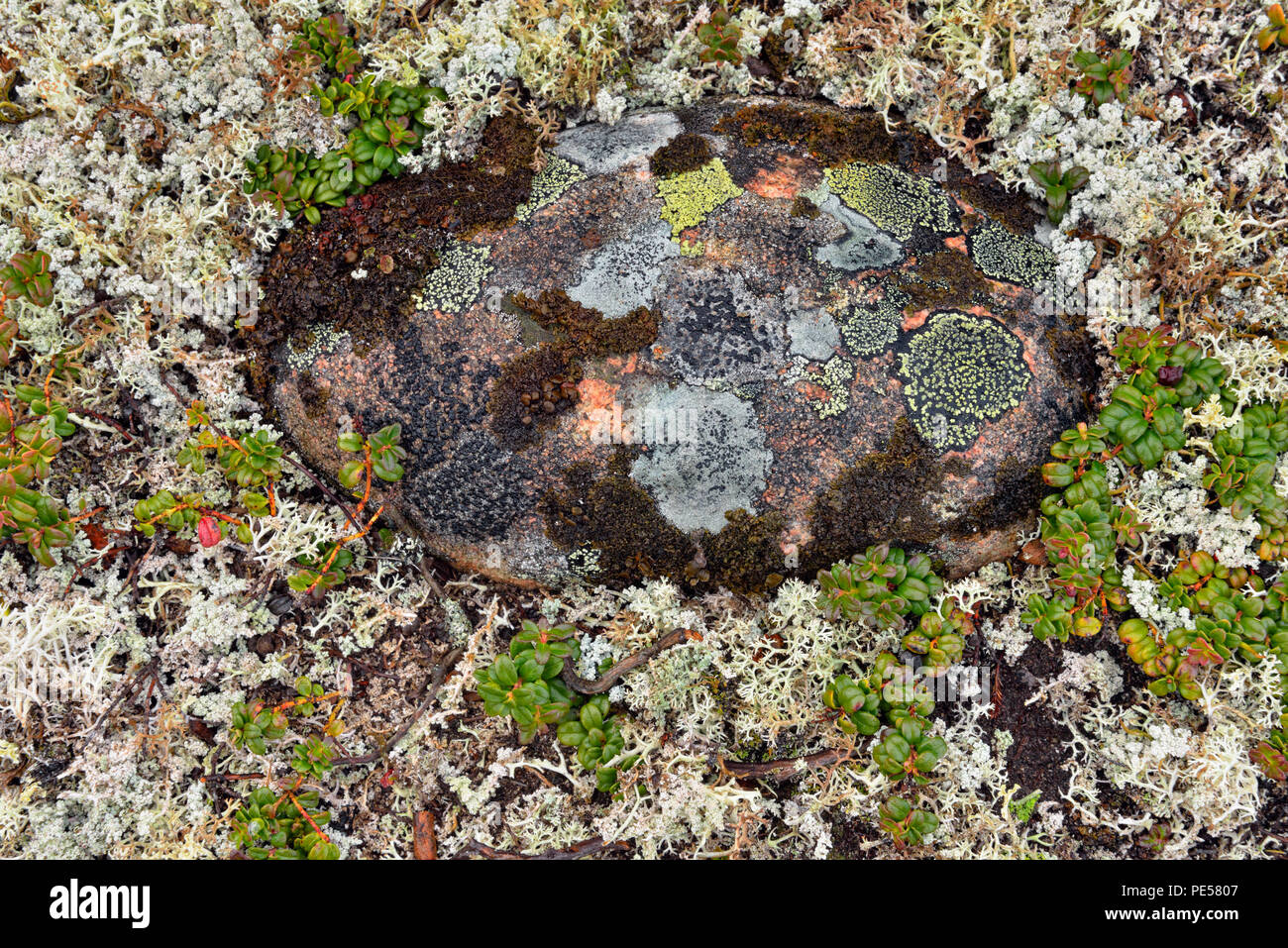 Tundra Lichens