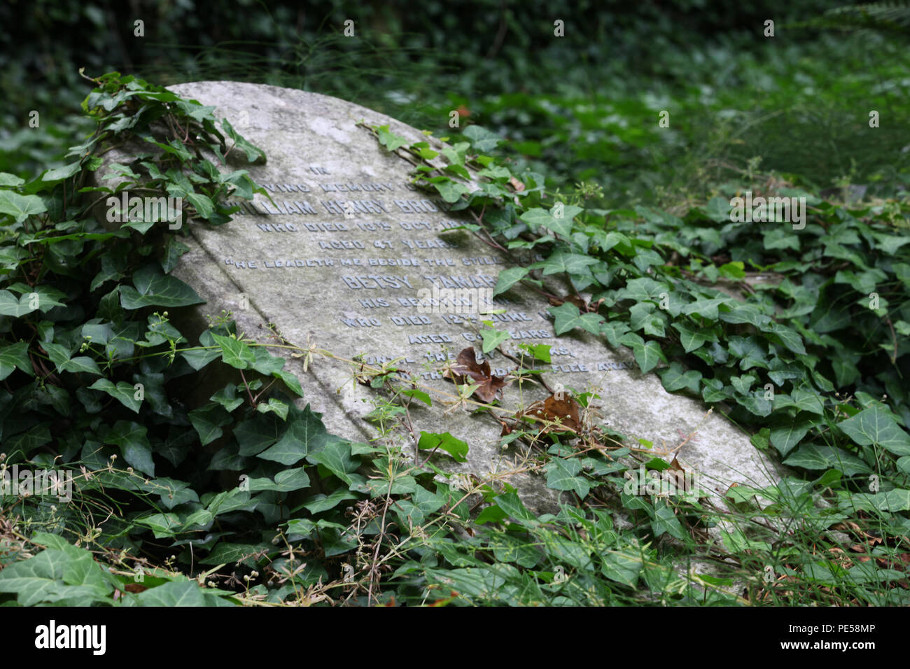 a headstone lying on its side and overgrown with foliage in the grounds ...