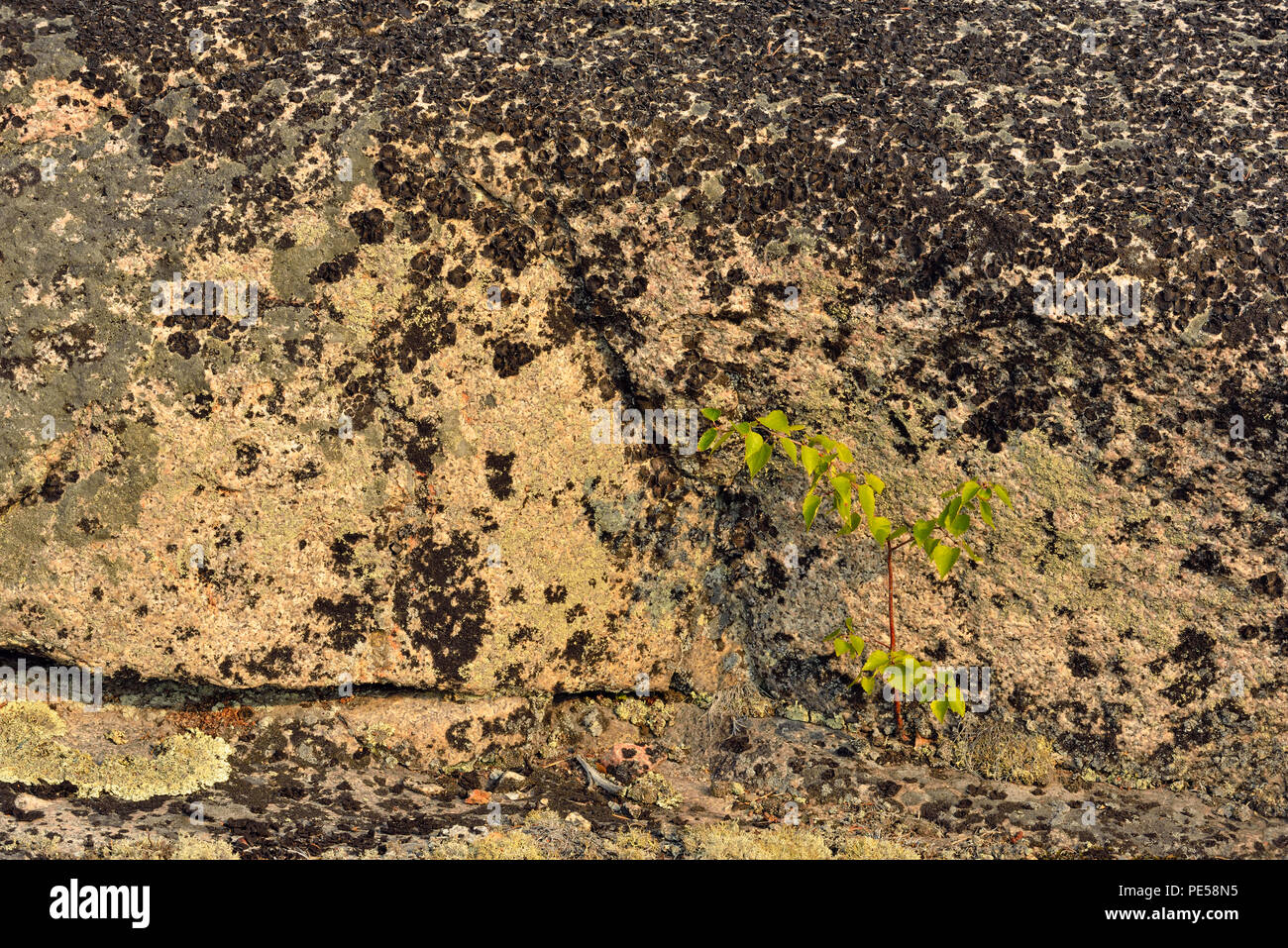 Precambrian rock formations with lichens and aspen seedling ...