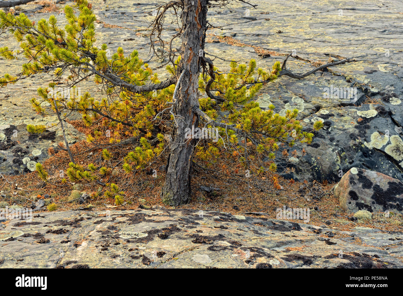 Precambrian Shield High Resolution Stock Photography and Images - Alamy