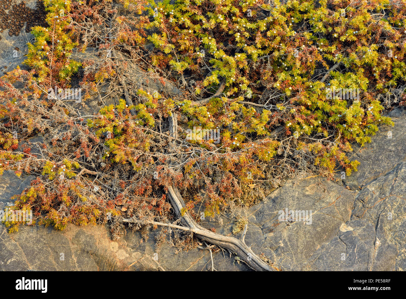 Precambrian rock formations with stunted juniper bush, Yellowknife ...