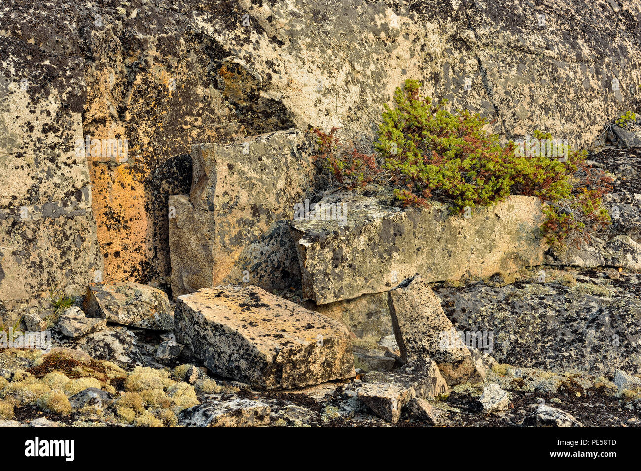 Precambrian rock formations with lichens and juniper shrub, Yellowknife ...