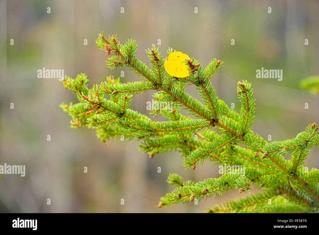 Spruce tree with fallen autumn Trembling aspen, Populus tremuloides ...
