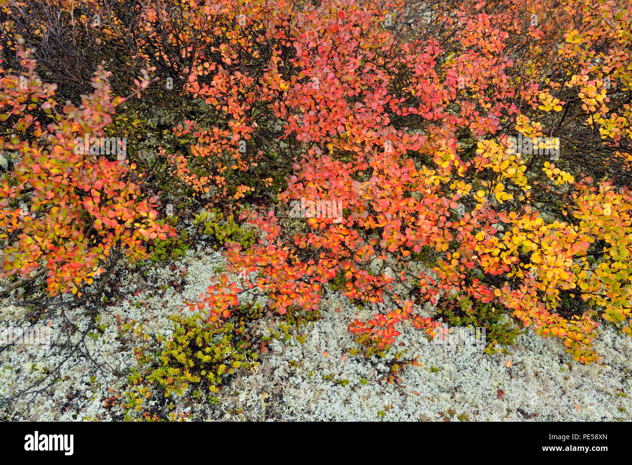 Birch betula tundra autumn hi-res stock photography and images - Alamy