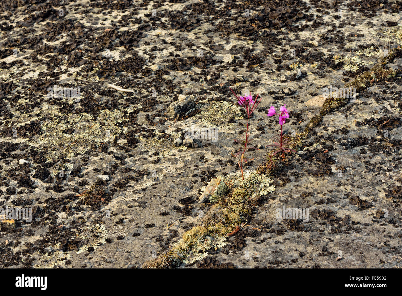 Precambrian rock formations with lichens and fireweed, Yellowknife ...