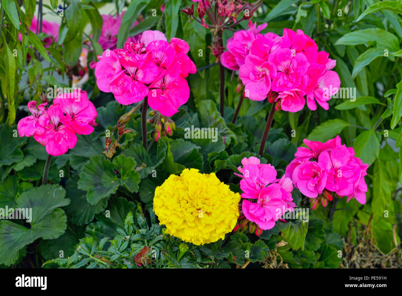 Terminal flowers hi-res stock photography and images - Alamy
