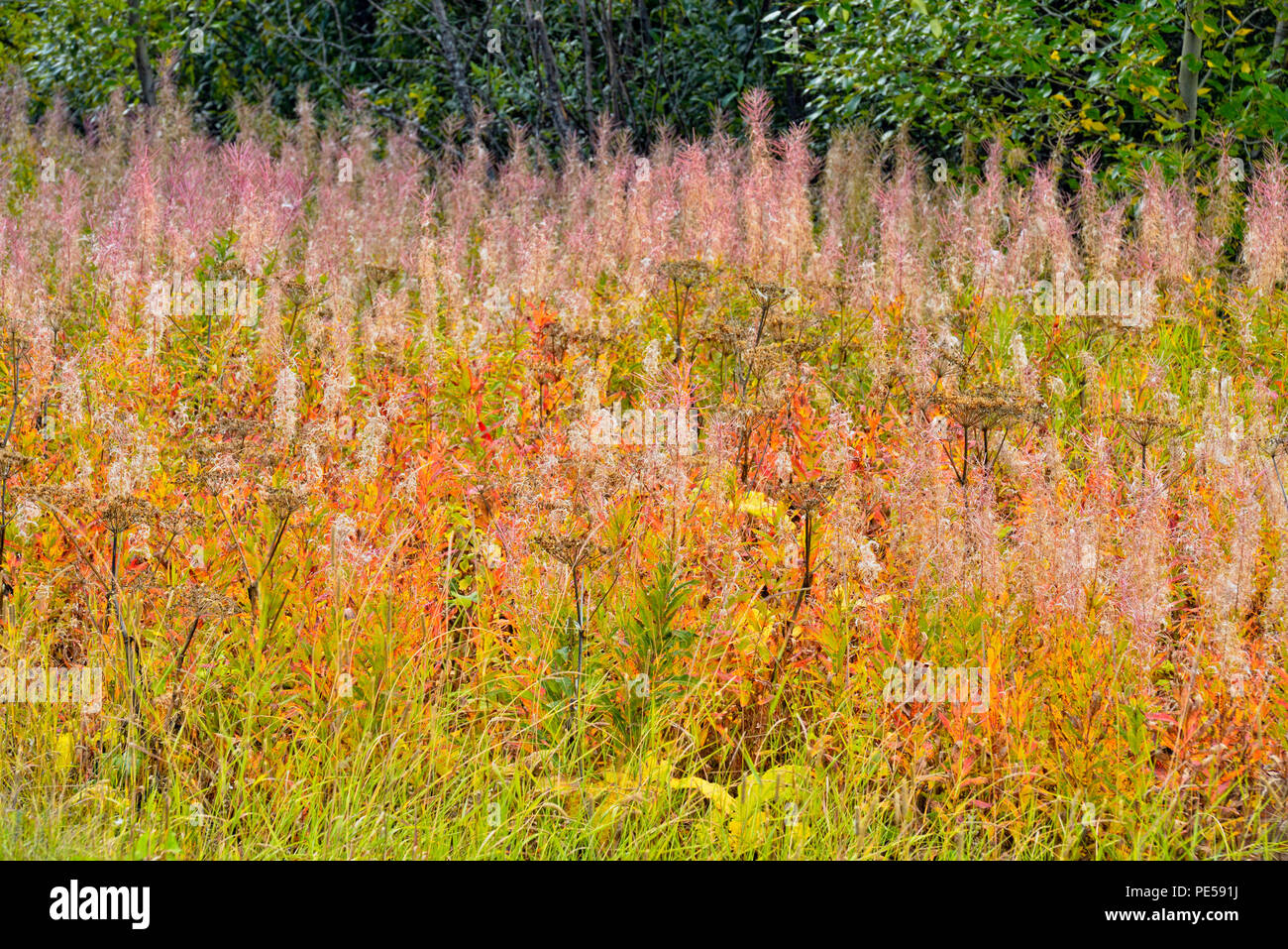 Autumn fireweed (Chamaenerion angustifolium) colony, Chetwynd, British ...