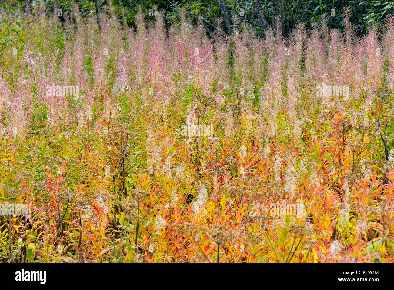 Secondary succession hi-res stock photography and images - Alamy