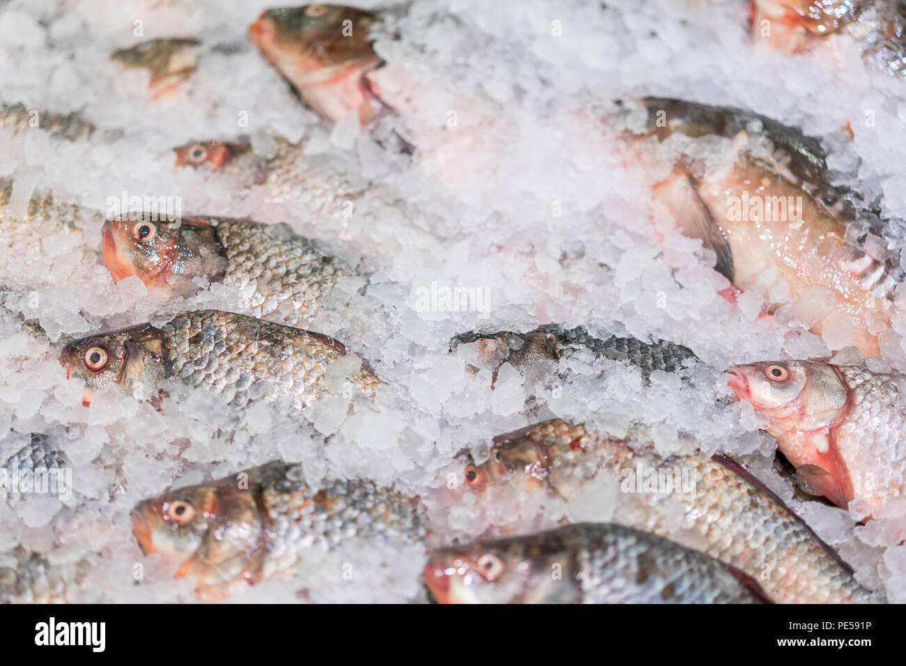 Fresh fish on ice in a supermarket. Seafood on ice at the fish market ...