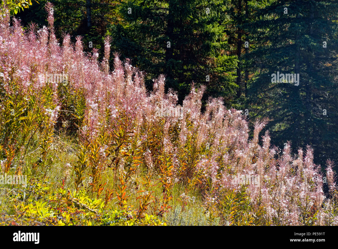 Fireweed (Chamaenerion angustifolium) gone to seed in autumn, Banff ...