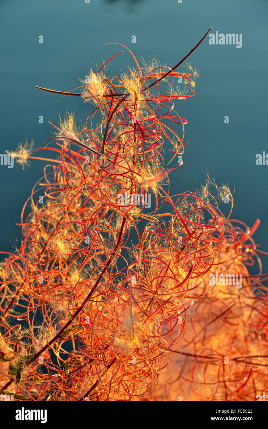 Fireweed angustifolium seed hi-res stock photography and images - Alamy