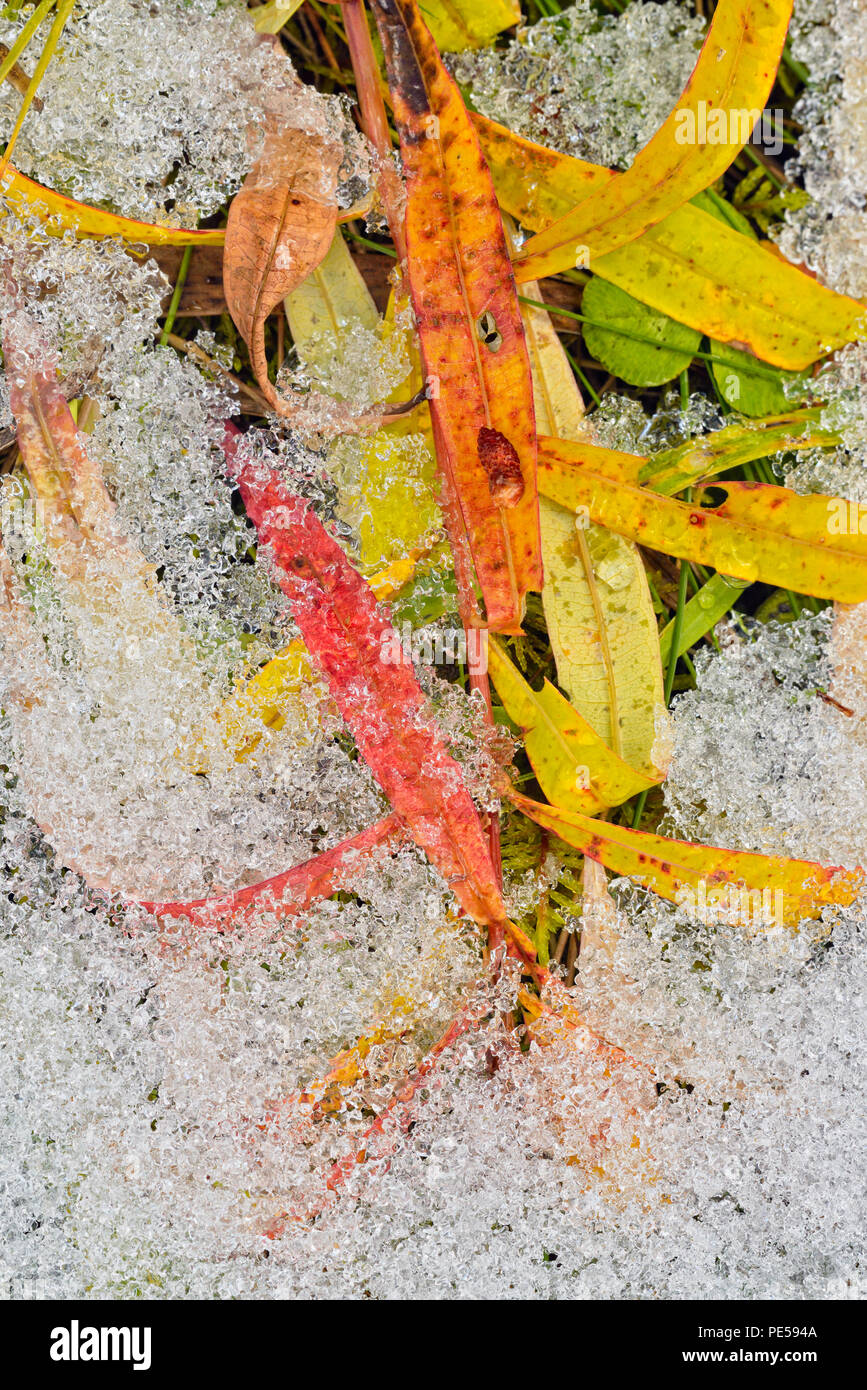 Fireweed (Chamaenerion angustifolium) leaves and melting snow in autumn ...
