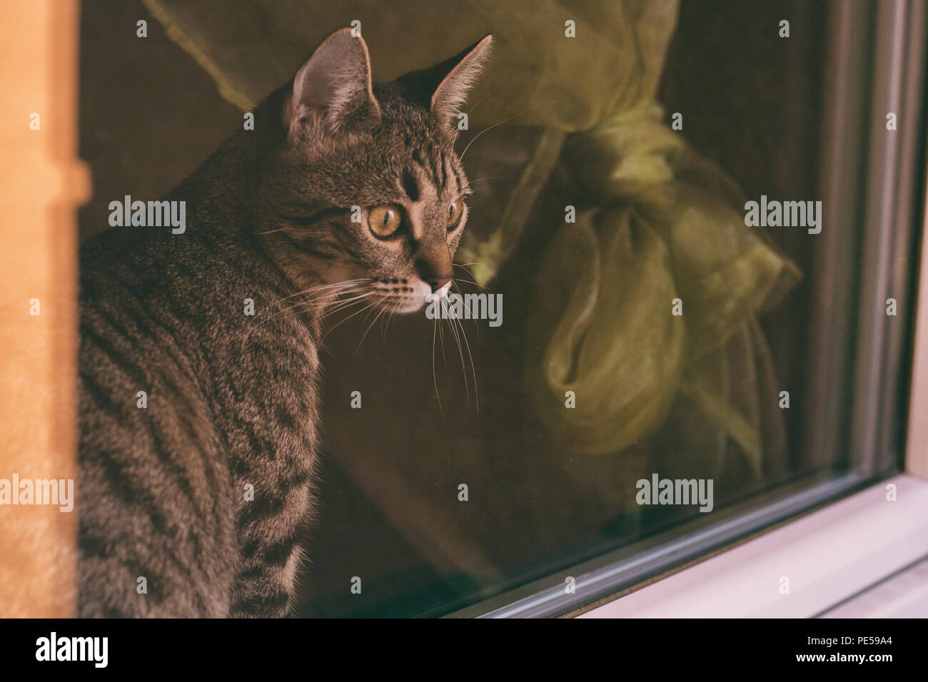 Beautiful cat looking through window.Image is intentionally toned Stock ...