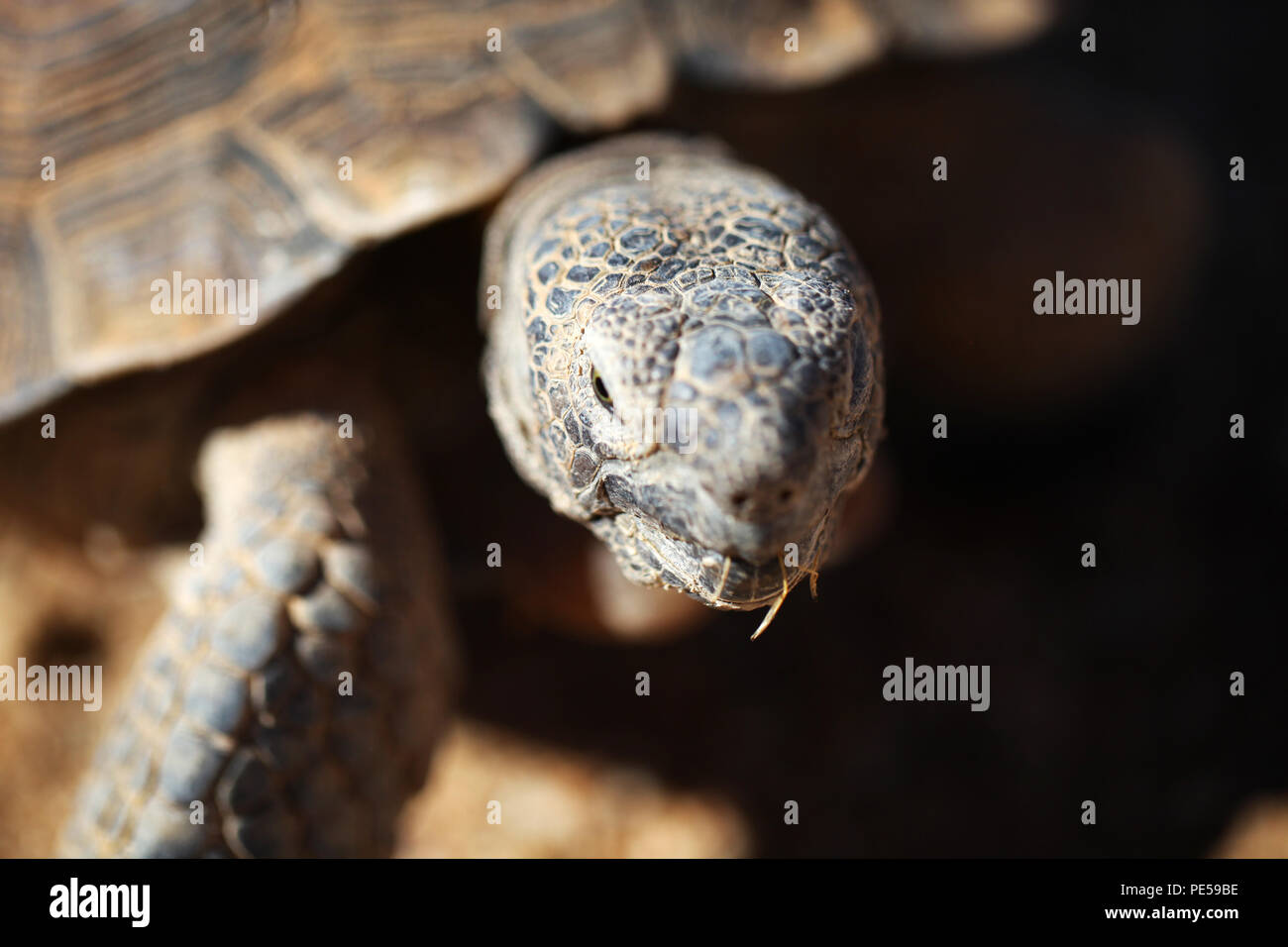 Louise, one of the Combat Center's two ambassadors, makes an appearance ...