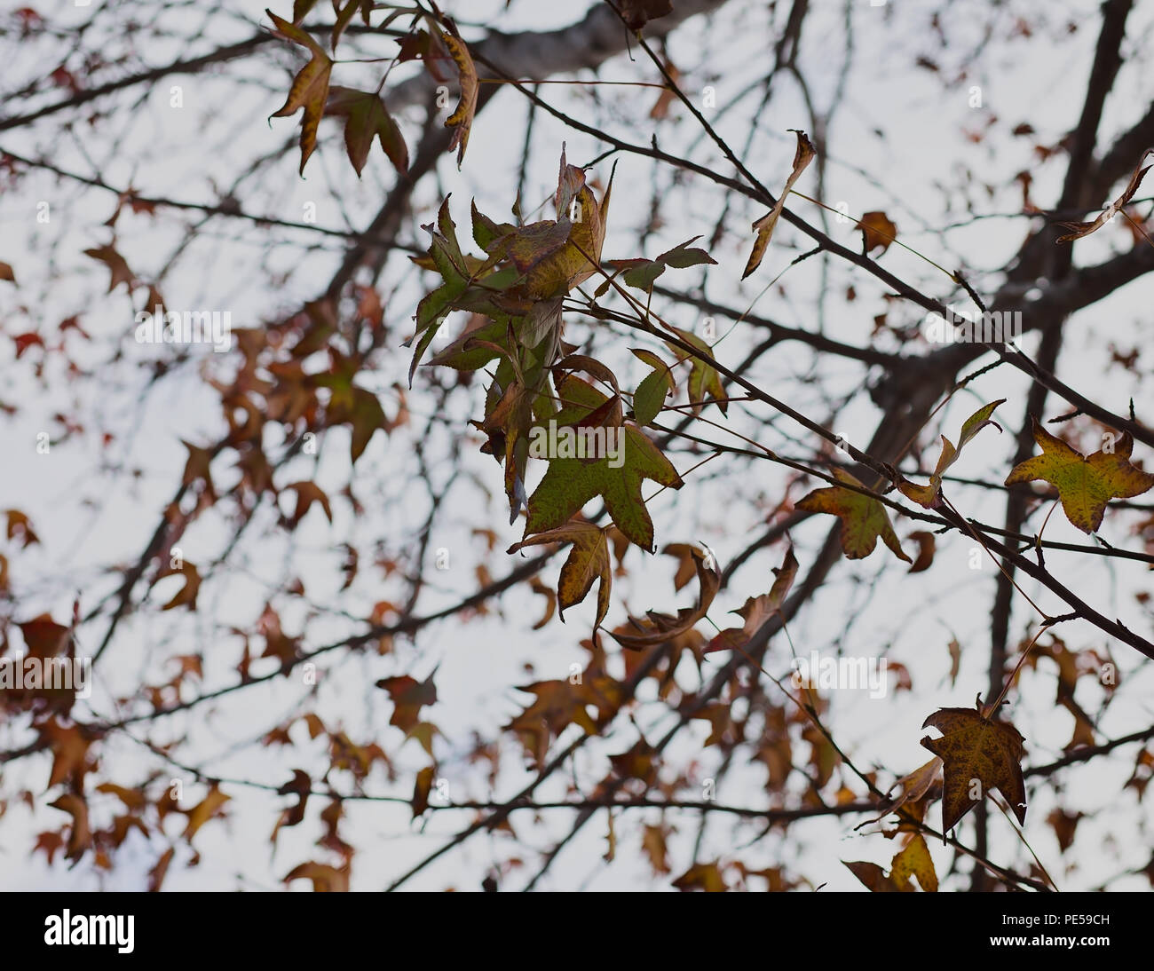Scene seasons maple hi-res stock photography and images - Alamy