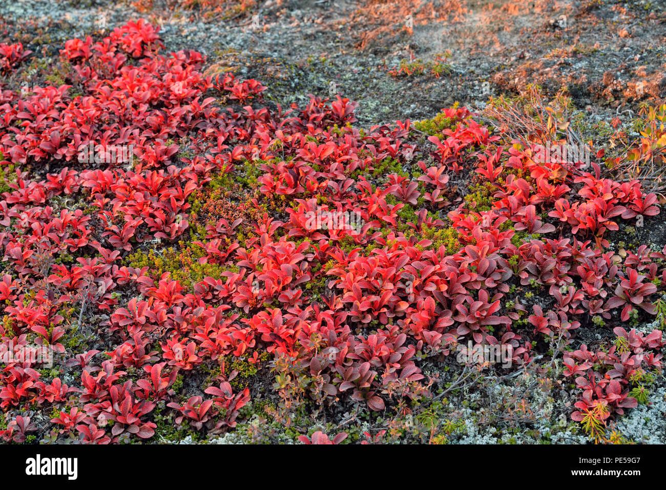 Arctic Bearberry