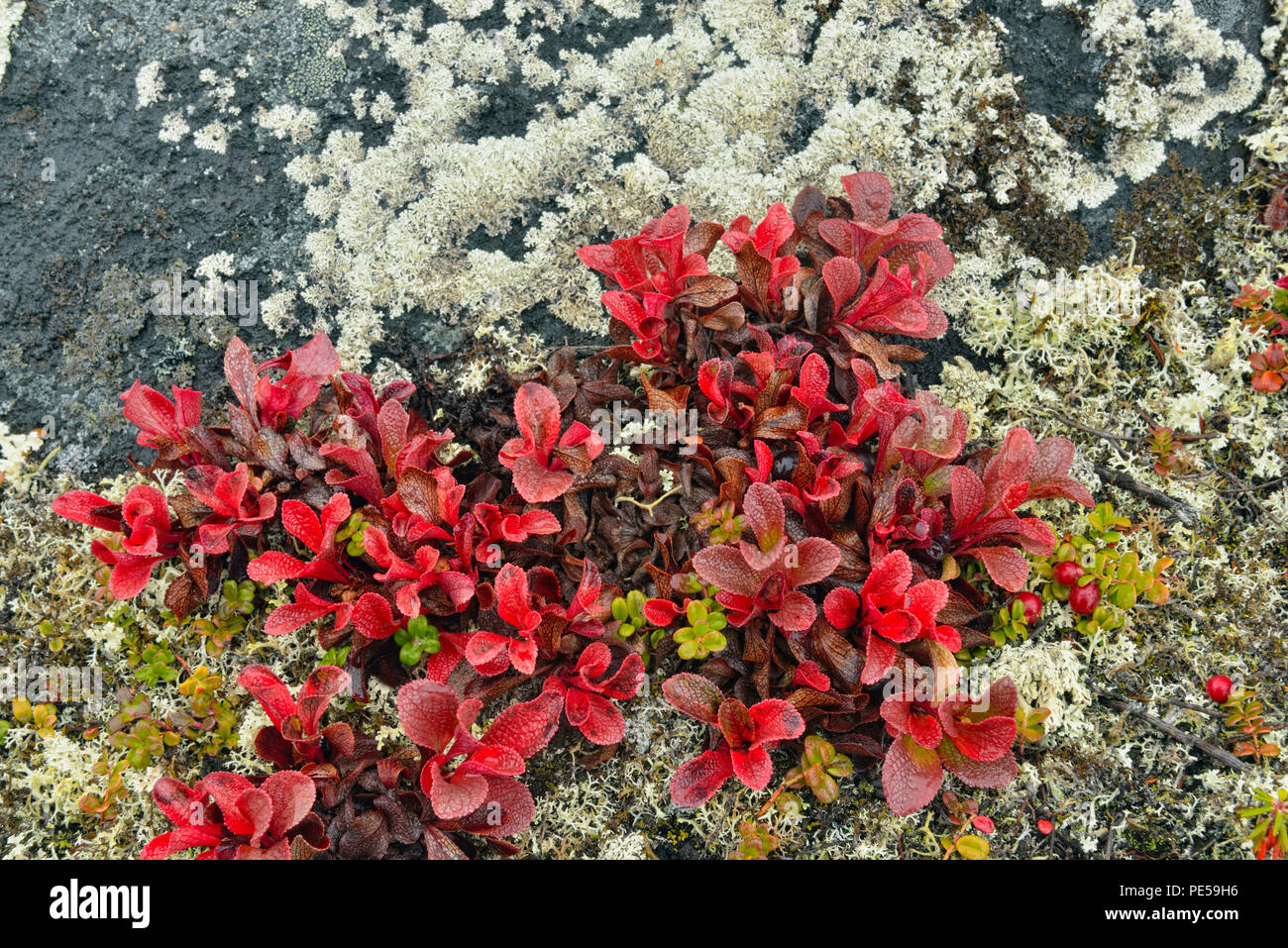 Arctic Bearberry High Resolution Stock Photography and Images - Alamy