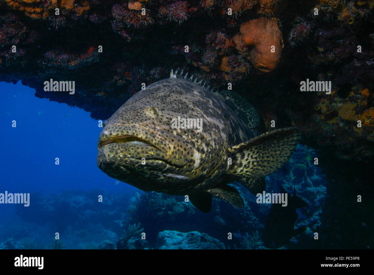 Goliath Grouper, a critically endangered species, under a ledge in the ...