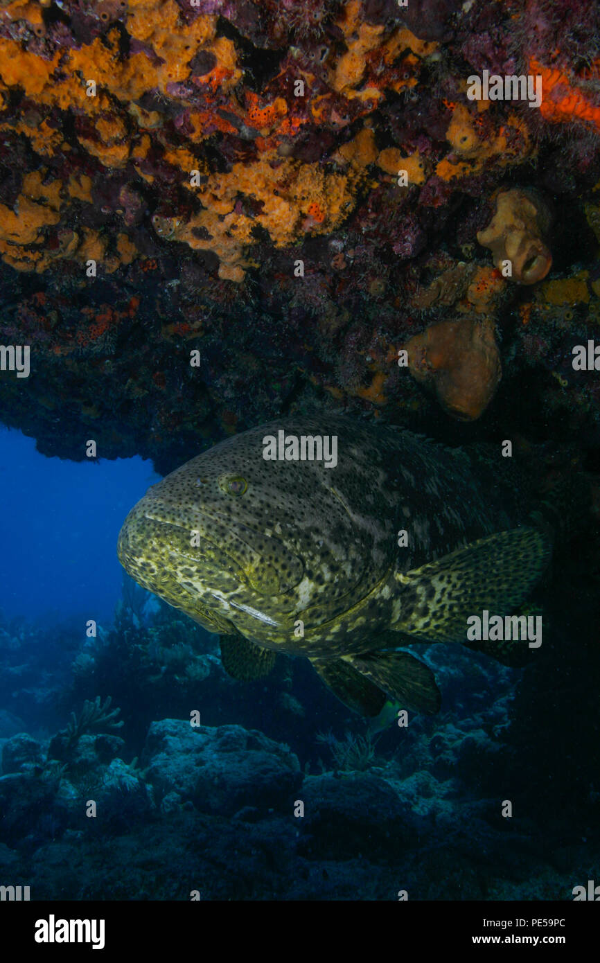 Goliath Grouper, a critically endangered species, under a ledge in the ...